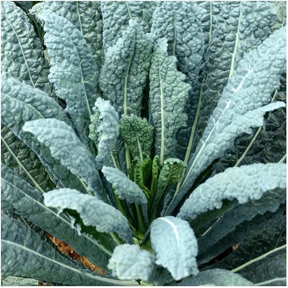 Curly Kale Seeds (20+ Seeds) - Vates Blue Scotch Curled Kale | Daraz.com.np