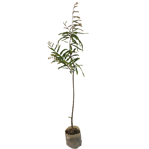 I Am The Gardener Amala Fruit, Outdoor Plant, Green Plant | Daraz.com.np
