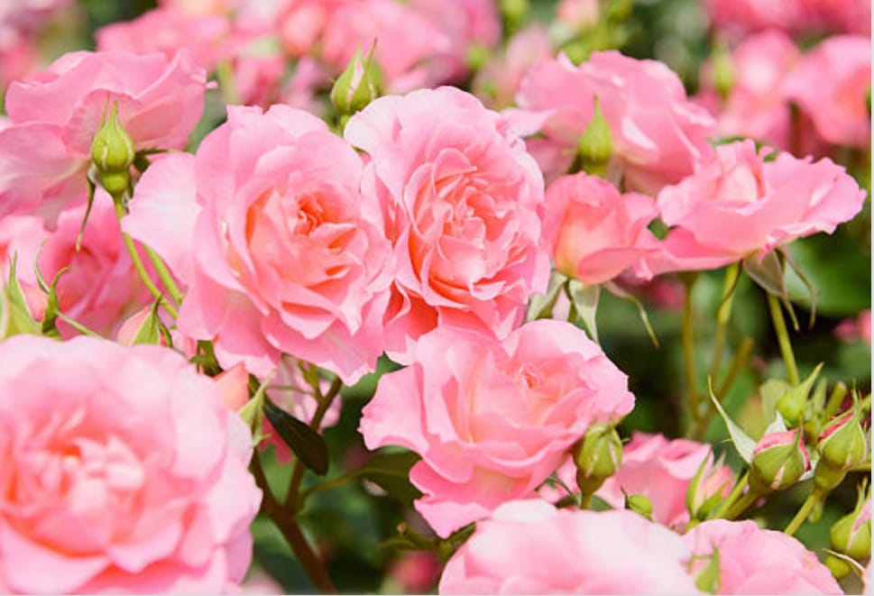 Pink Rose Seeds In Bu. Casing (5 Seeds ) | Daraz.com.np
