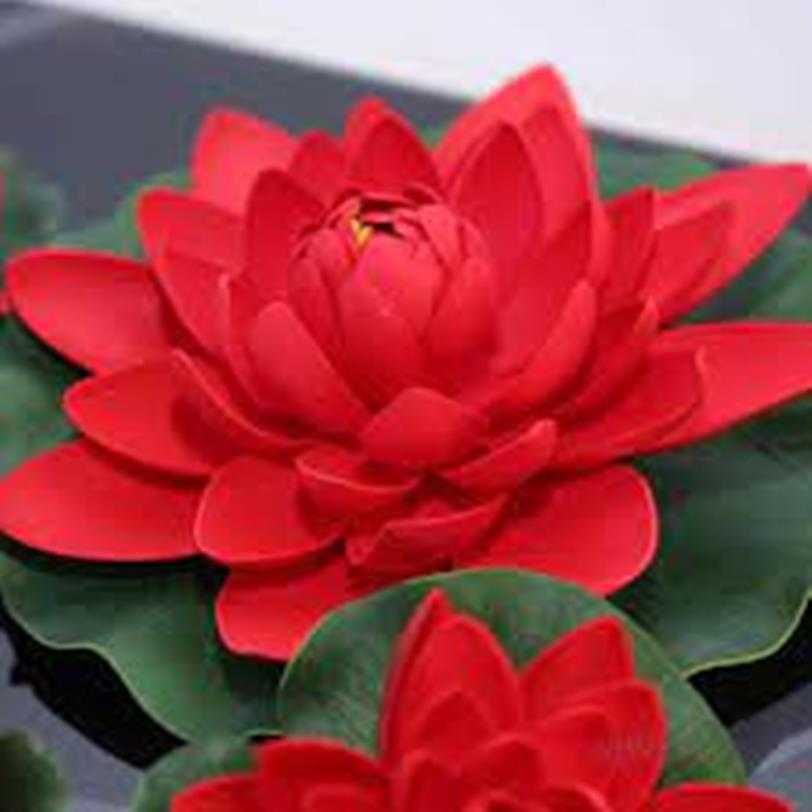 Flower Seeds- 10Pcs Red Lotus Seeds Aquatic Plants Water Lily Plants ...