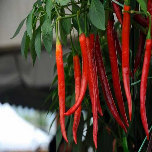Grand Superior 10 Long Chilli Pepper Seeds For Planting - Kitchen ...