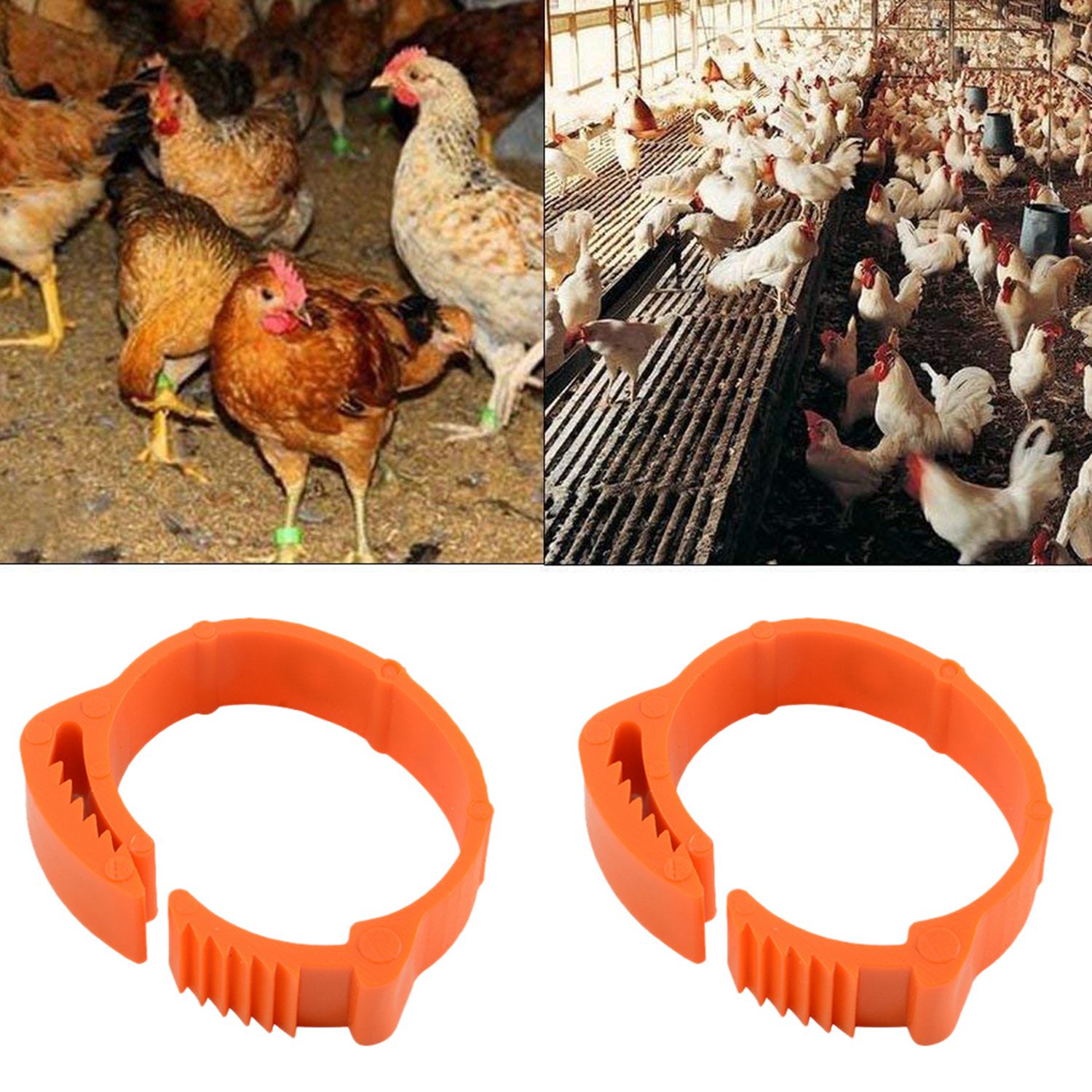 SRIWEN 100Pcs Chicken Identification Leg Bands Tags Poultry Leg Bands ...