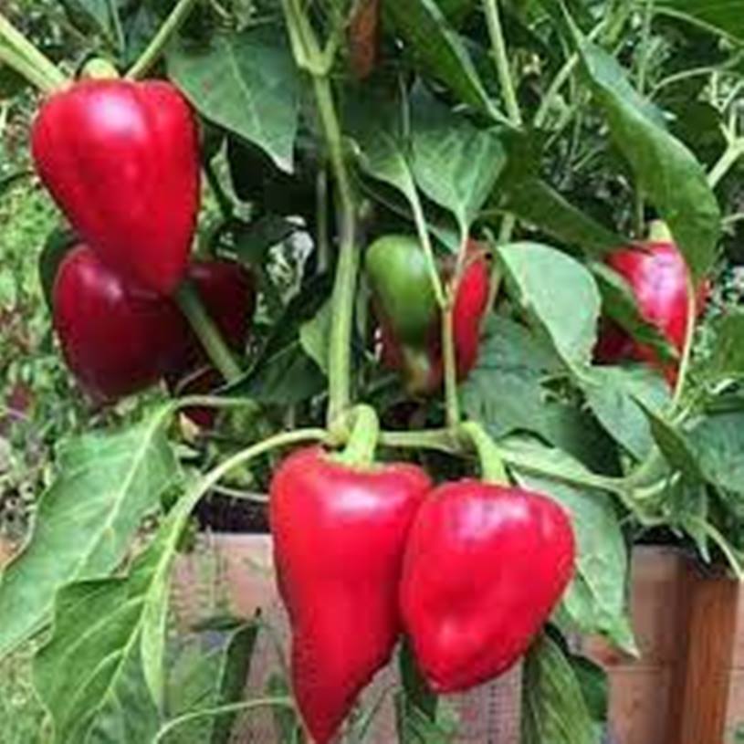 World Most Spicy Pepper Seeds 30 Plus Khursani Sky Bor Seeds Father of ...