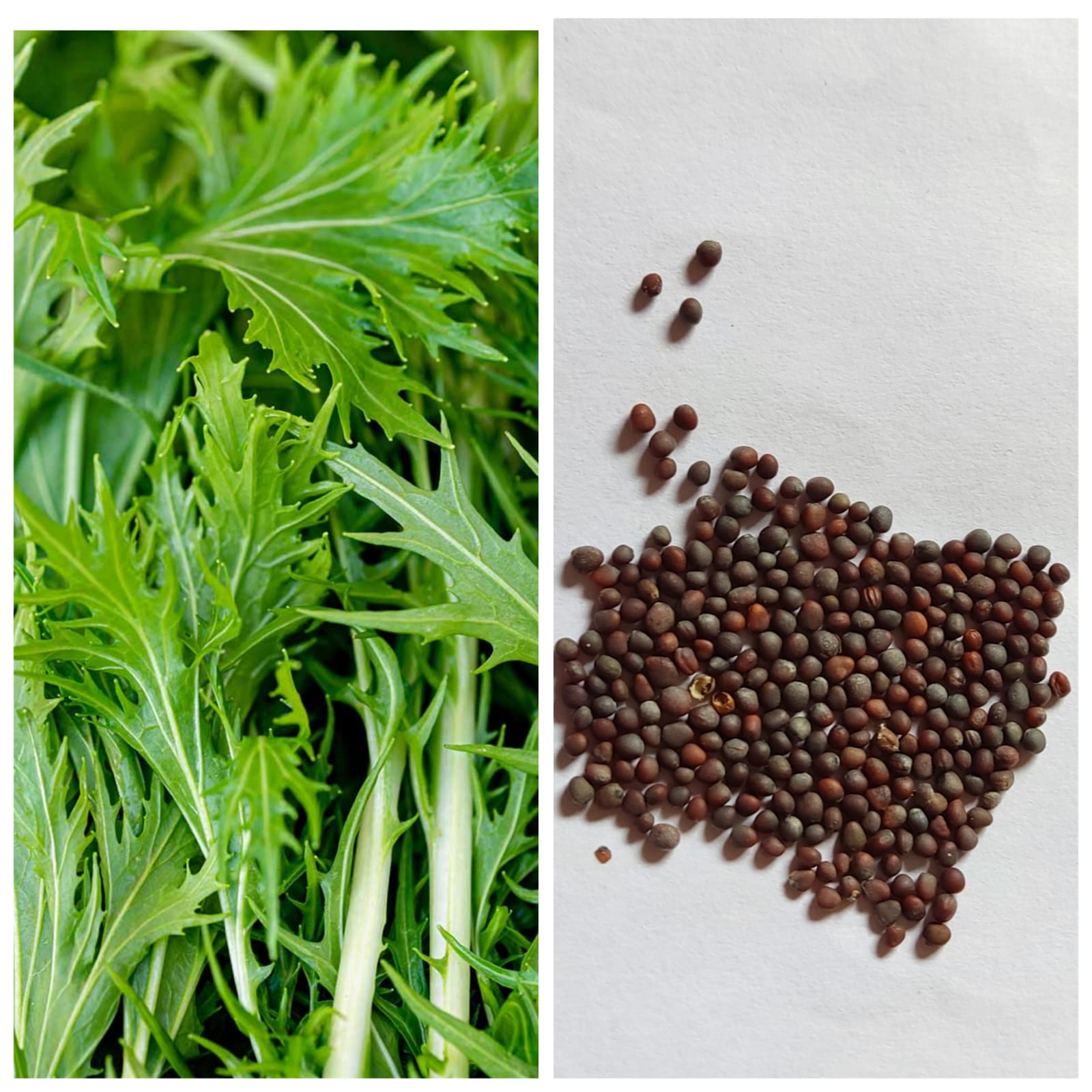 Mizuna Asia Vegetable (Saag) Seeds For Garden And Balconey -30 Plus ...