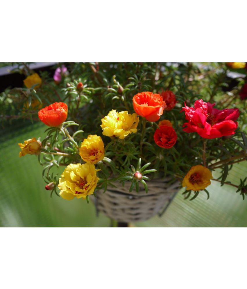 Portulaca Flower Seeds - Double Mix - 20 Mixed Seeds - Color Mix ...