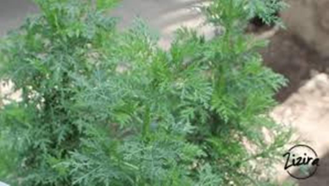Artemisia Herbal Seeds - Titepati 100 Plus Seeds | Daraz.com.np