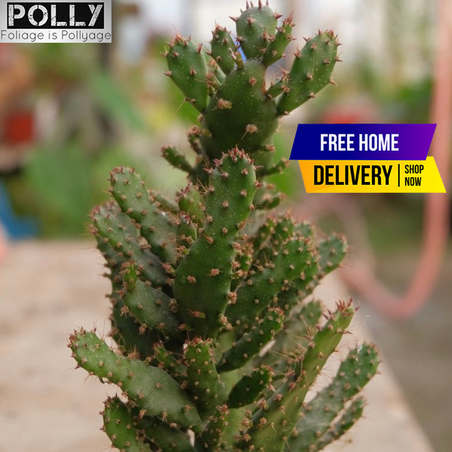 Opuntia Monacantha, Drooping Prickly Pear Cactus, Live Plant, Natural ...