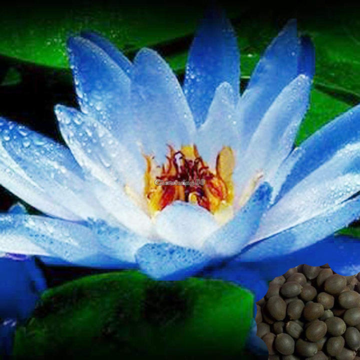 10Pcs Flower Seeds Blue Lotus Seeds Aquatic Plants Water Lily Plants ...