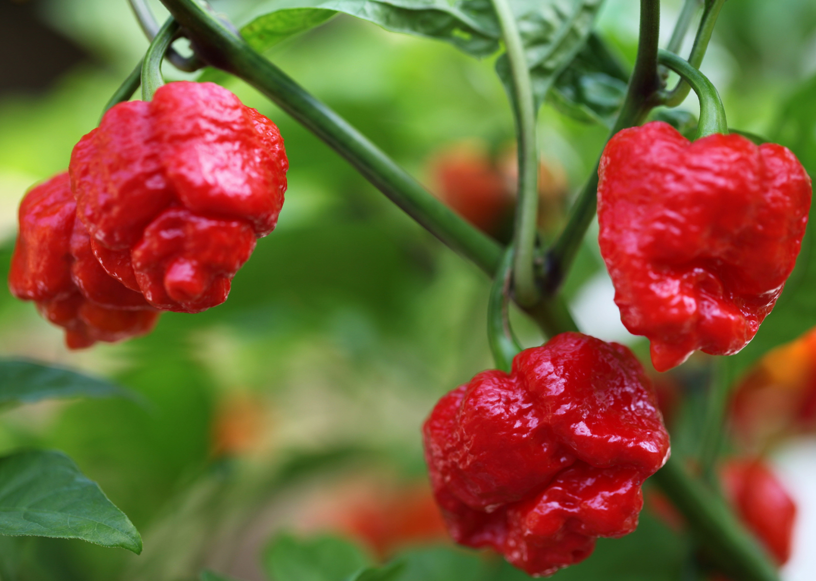 Carolina Reaper red- 10 chili loose seeds pack | Daraz.com.np