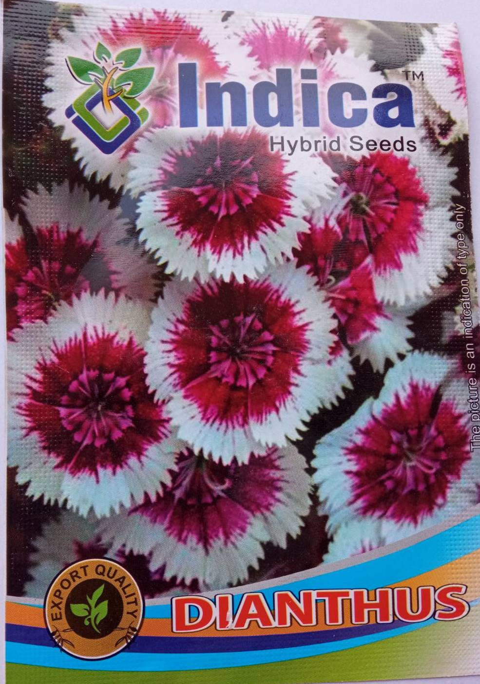Dianthus Flower Seeds 3 Gram | Daraz.com.np