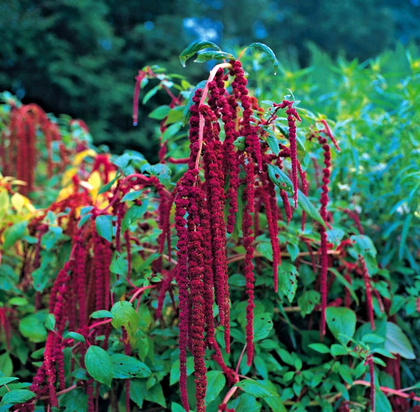 Amaranthus - Burgundy Red / Dark With Mix Color Flower 20 Seeds For ...