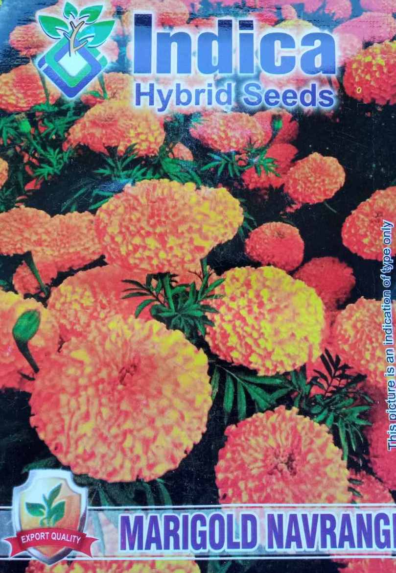 All Time Flowering Navarangi Marigold Seeds 30 Plus Seeds | Daraz.com.np
