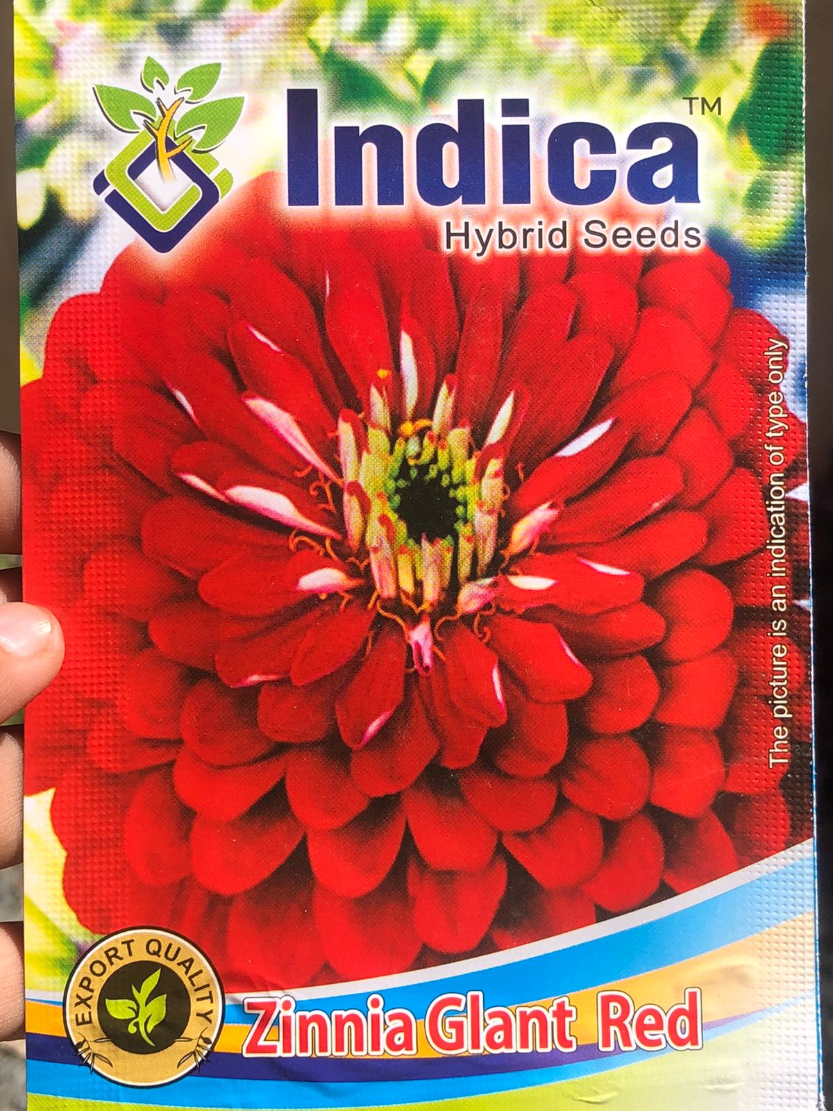 1 Packet Zinnia Red Flower Seeds - Fresh and New Zinnia Seeds | Daraz ...