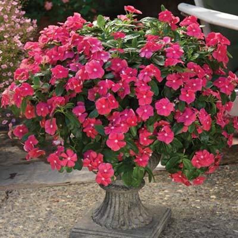 Vinca Rosea Trailing Strawberry Flower Seeds Mixed 20 For Garden And ...