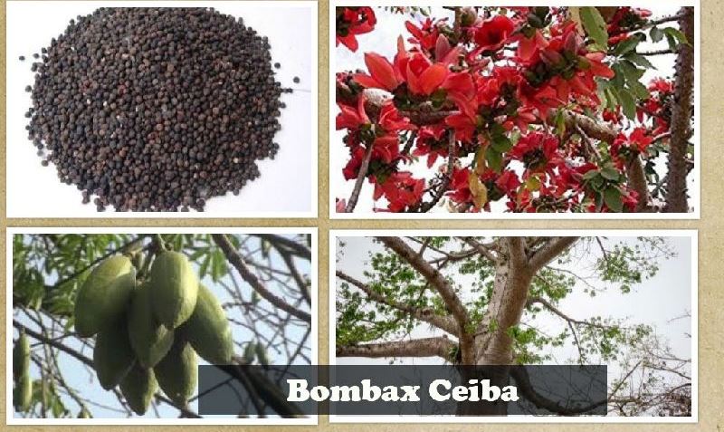 Tree Seeds- 1 Packet Seeds Of Simal | सिमल (Bombax ceiba ) 10 Gram ...