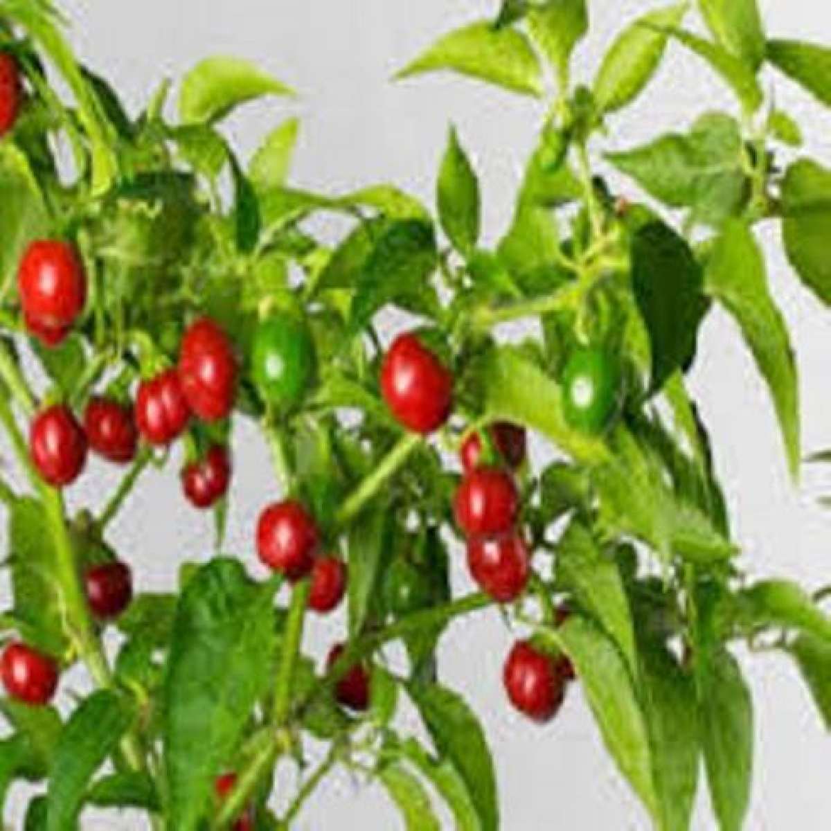 Easy And Guarantee Grow Akabare Khursani Seeds For Balcony, Bardali And ...