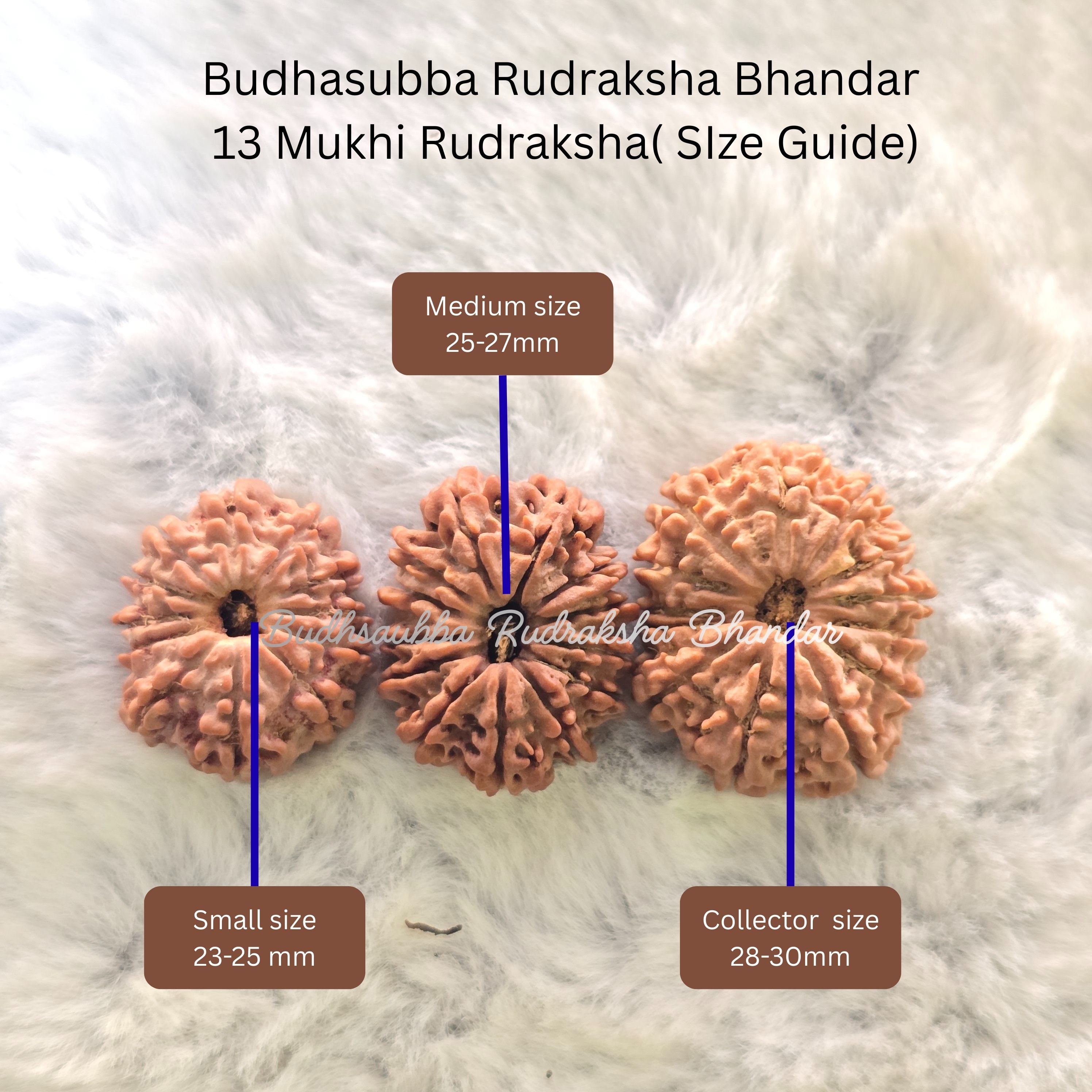 13 Mukhi Rudraksha| | Small Size 23-25mm | Original | X-Ray Certified ...