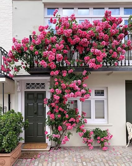 10+ Loose Packed Excellent Quality Climbing Fragrant Rose Flower Seed ...