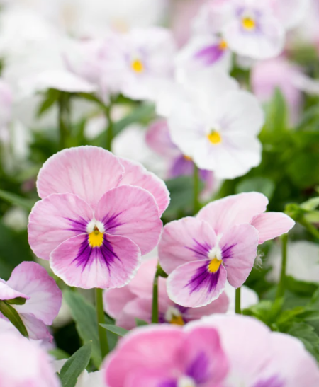 20 Plus Seeds Of Panola Pink Shades Pansy Flower For Planting (Loose ...