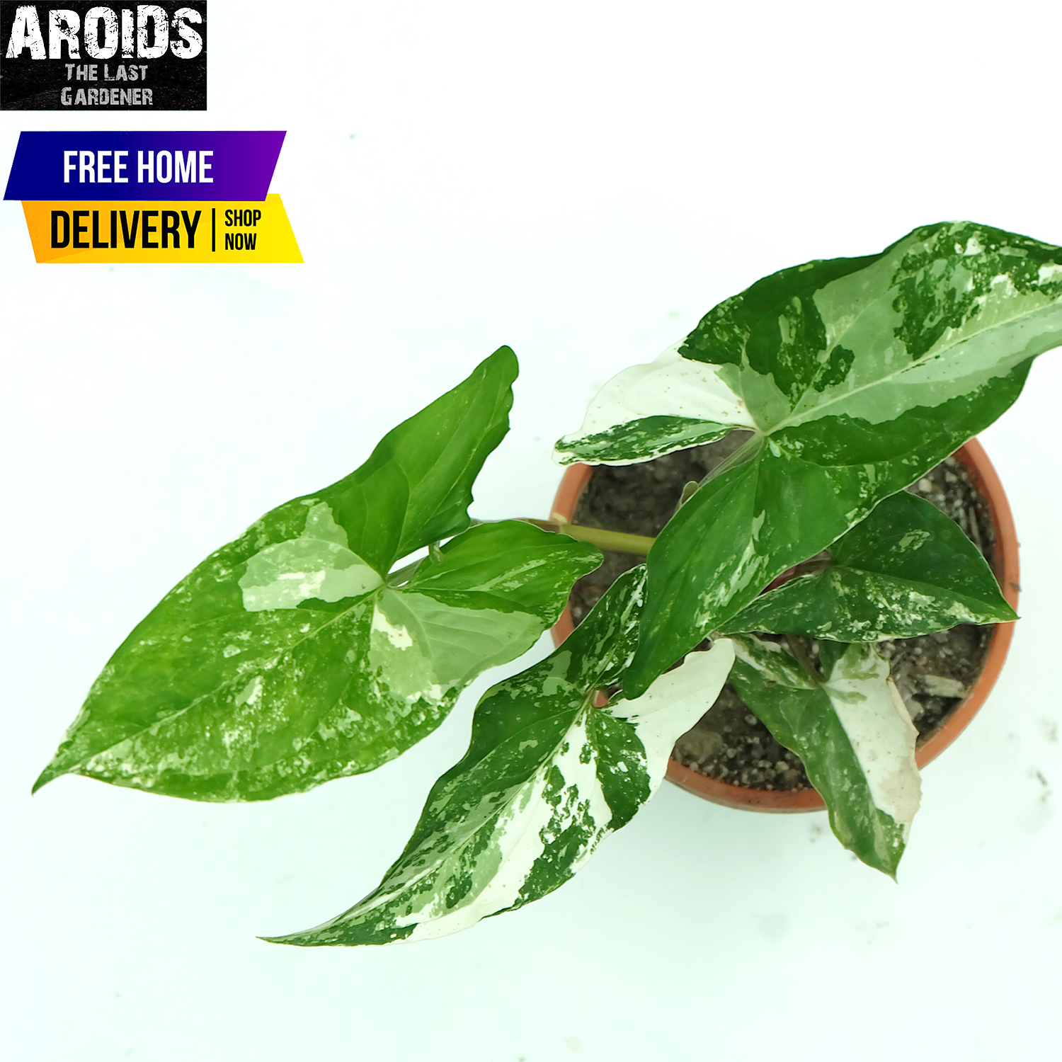 Variegated Syngonium Podophyllum/Arrowhead Vine Rare Live Indoor Plant ...