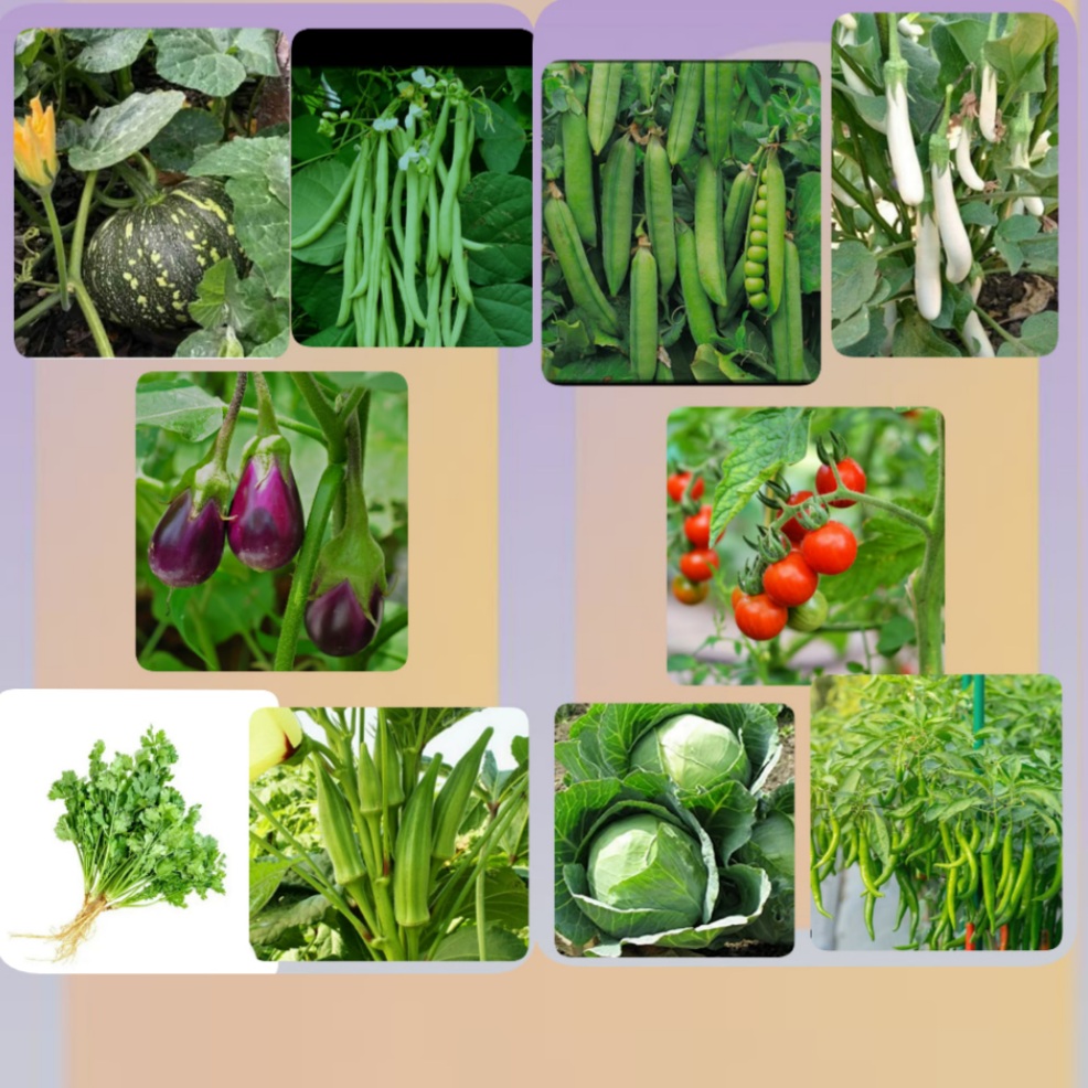 Vegetable Seeds- All Time Vegetable Seeds Kit for Home Gardening - 10 ...