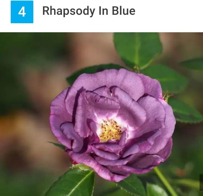 5 Seeds Of Rhapsody In Blue Rose Seeds With Golden Bu. Packing | Daraz ...