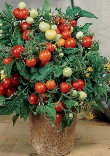 Micro Tom Cherry Tomato Seeds 5 Plus (Loose Pack) | Daraz.com.np