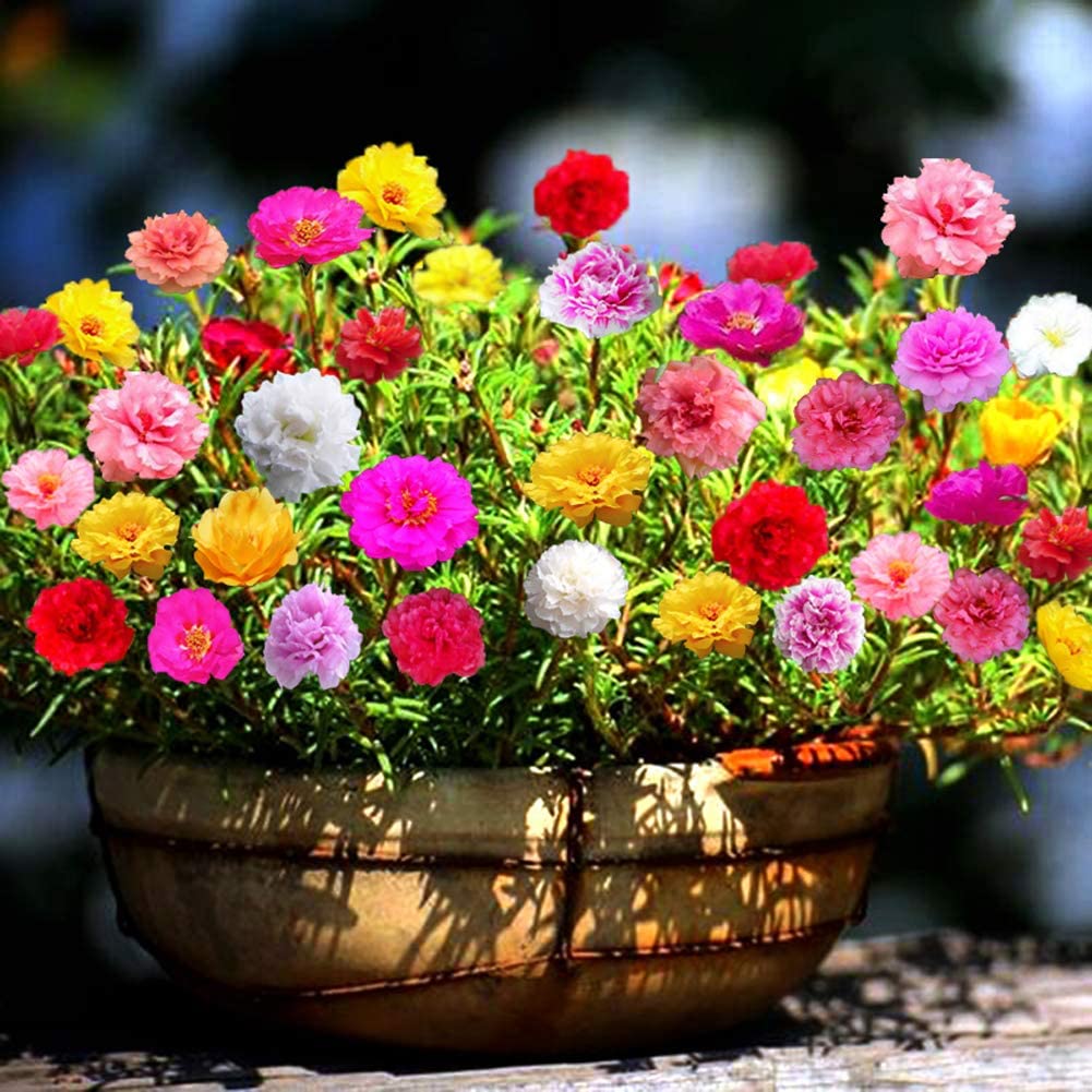 Portulaca Flower Seeds - Double Mix - 20 Mixed Seeds - Color Mix ...