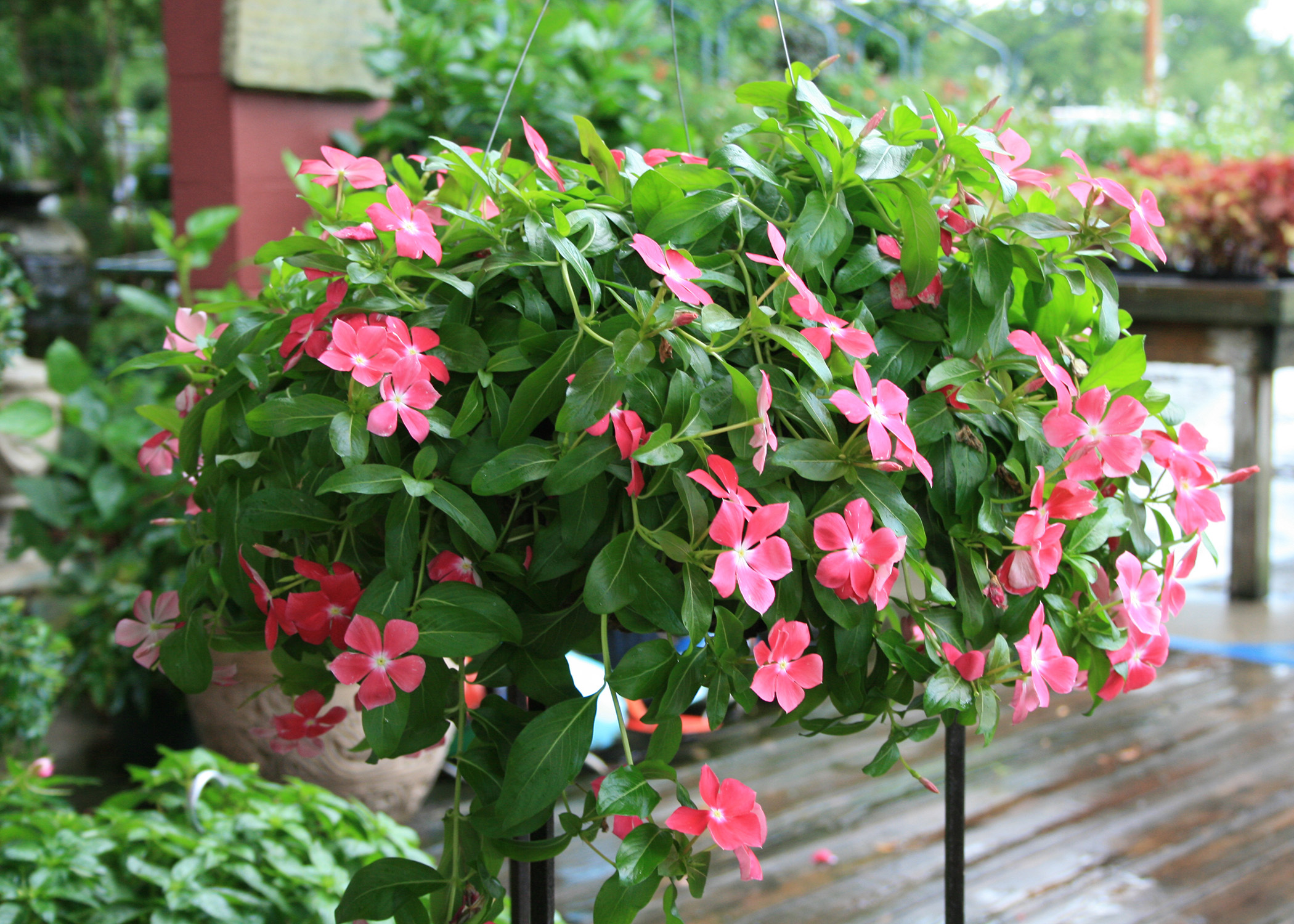 Vinca Rosea Trailing Strawberry Flower Seeds Mixed 20 For Garden And ...