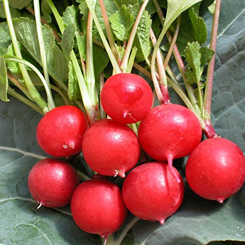 Vegetable Seeds- 1 Packet Turnip OS Super RED Variety Turnip Seeds ...