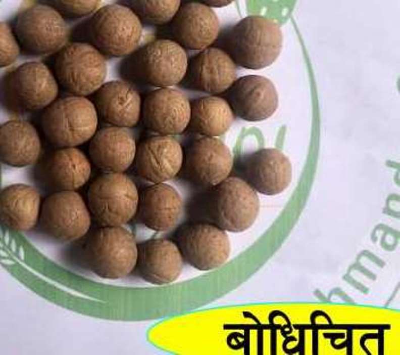 Tree Seeds- 1 Packet Seeds Of Buddhachitta | बुद्धचित्त माला (Ziziphus ...