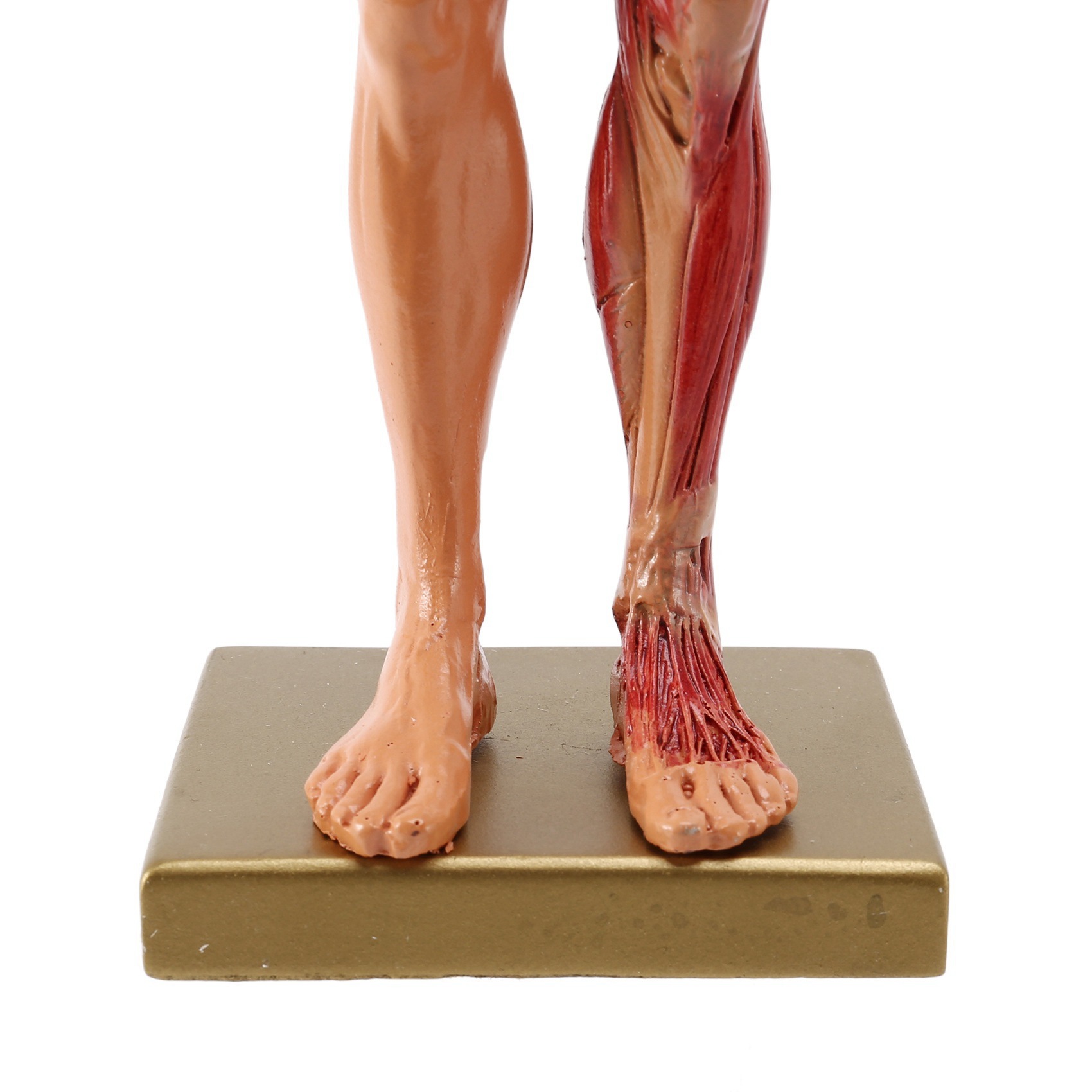 Skeleton drawing sculpture teaching human anatomy model centimeters ...