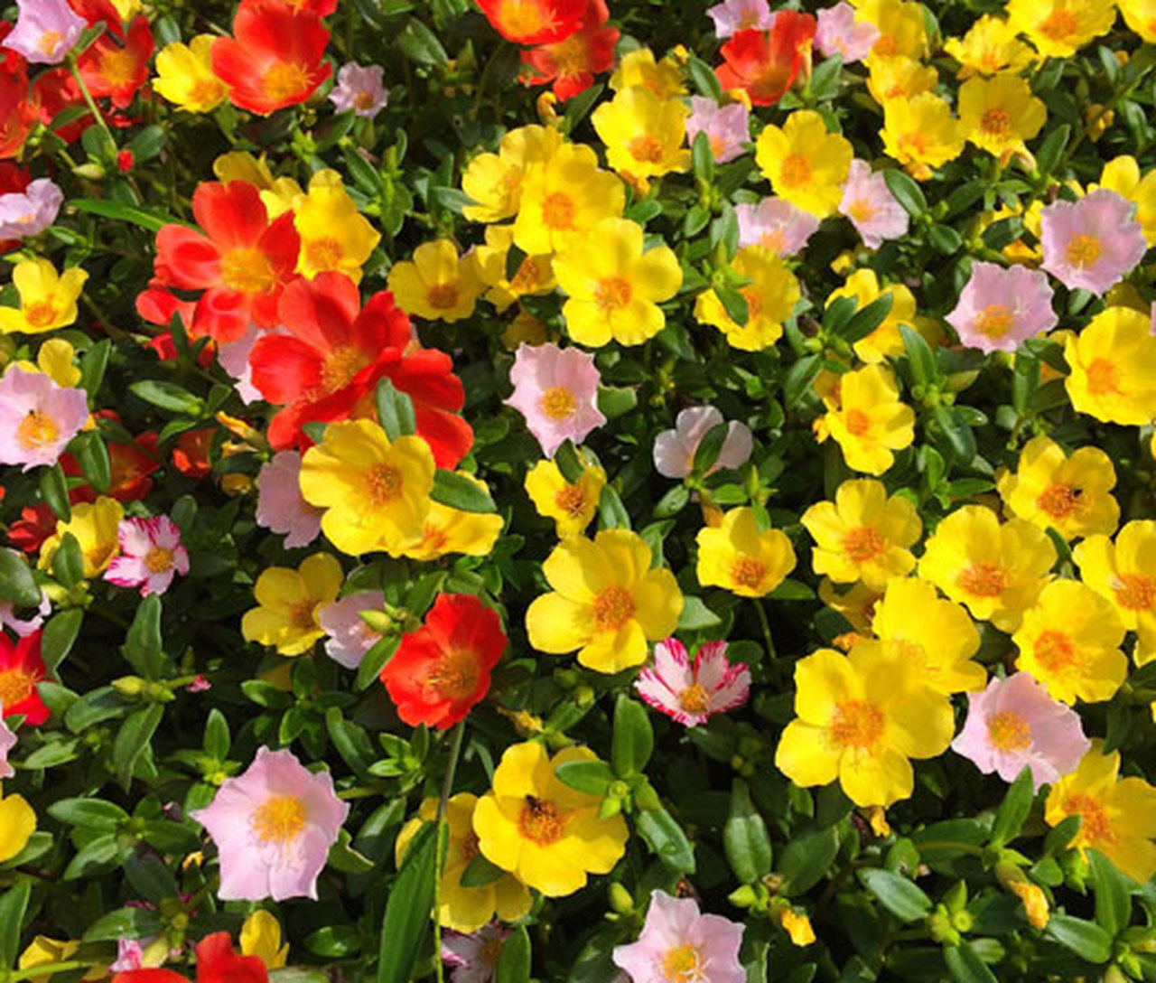 Portulaca Flower Seeds - Double Mix - 20 Mixed Seeds - Color Mix ...