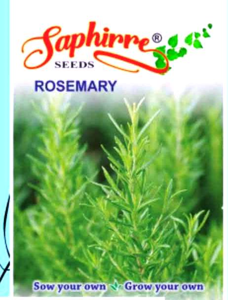 1 Packet Saphirre Rosemary Seeds 20 Plus Seeds Of Perennial Rosemary Ground Cover & Herb Garden ...