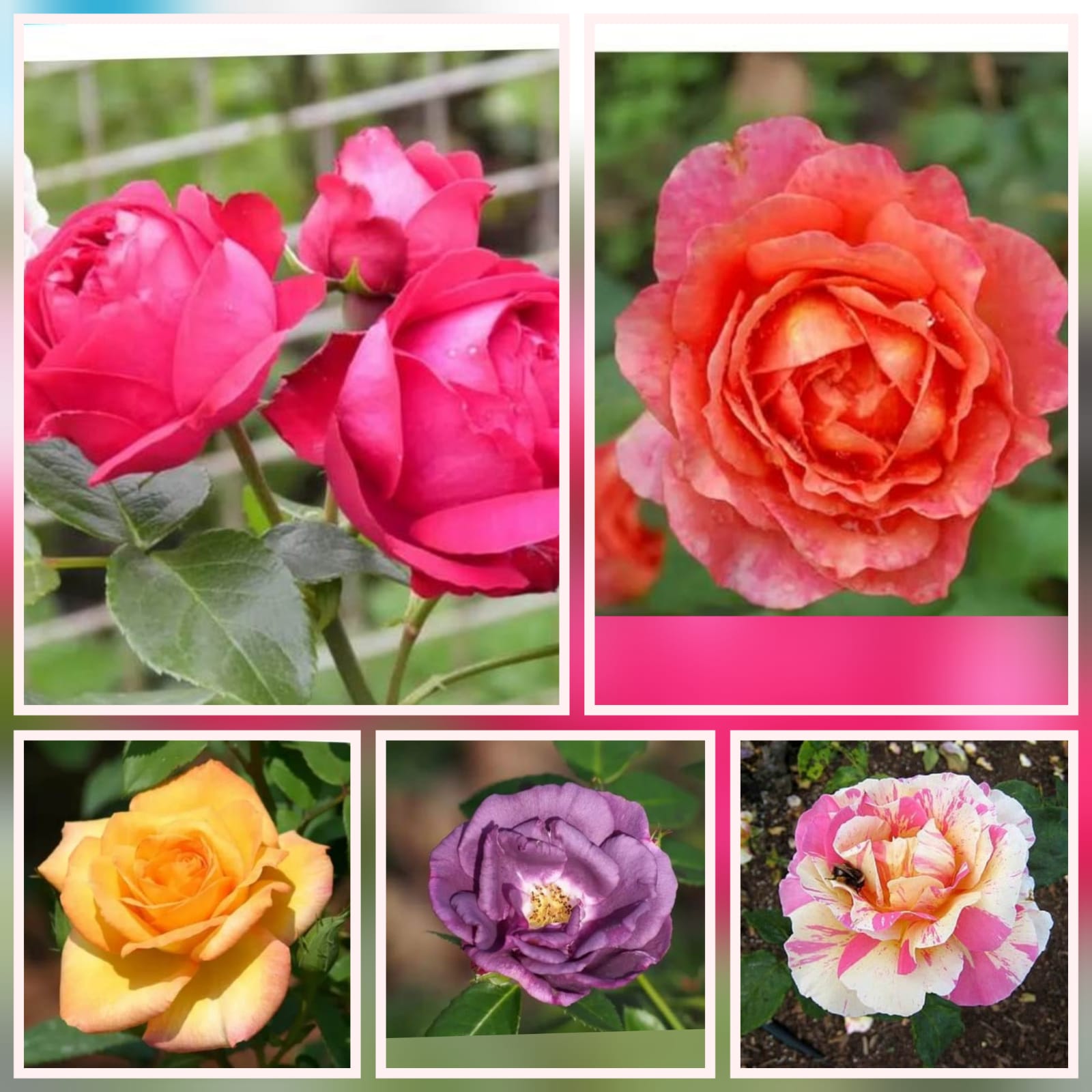 Mixed 5 Types Of Rose Seeds (5 Different Colors) | Daraz.com.np