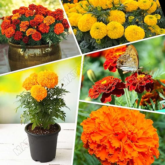 Hybrid Marigold Flower Seeds - 4 Variety of Combo Pack Orange, Yellow ...