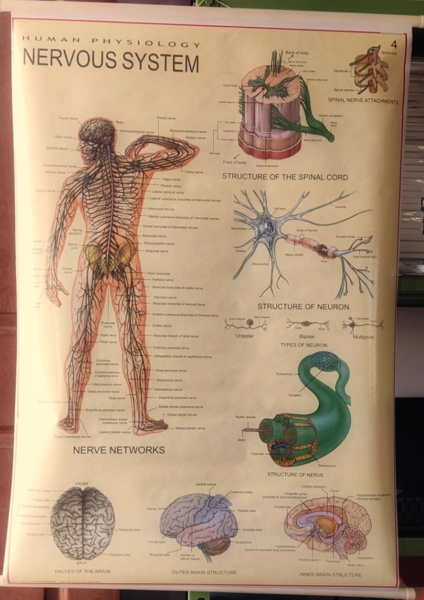 Decorative and Study material of Nervous System Chart - Human ...