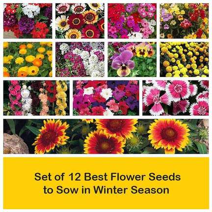 Flower Seeds- Low Maintenance Set of 7 Packet Best Flower Seeds to Sow ...
