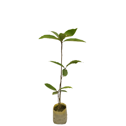 I Am The Gardener Chiuri Fruit, Outdoor Plant, Green Plant | Daraz.com.np