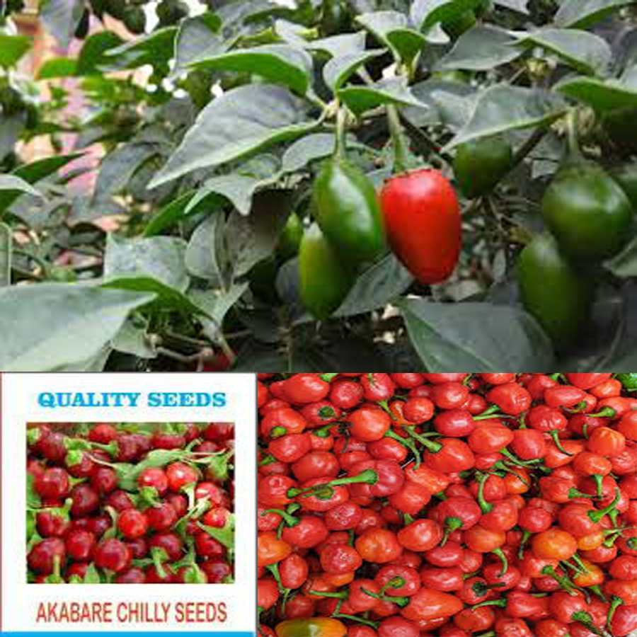 Akabare Khursani Seeds- 20 Seeds For Balcony And Garden | Daraz.com.np