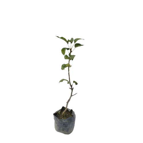 I Am The Gardener Pear (Japanese Naspati) Fruit, Outdoor Plant, Green ...