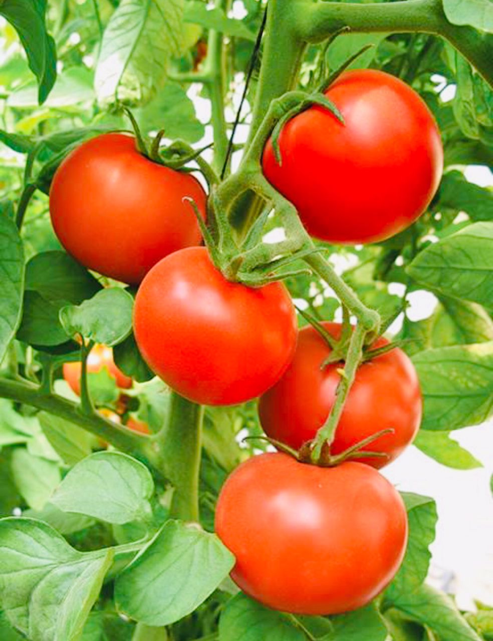 All Time All Season - Chaumase Tomato Seeds 20 Plus Seeds | Daraz.com.np