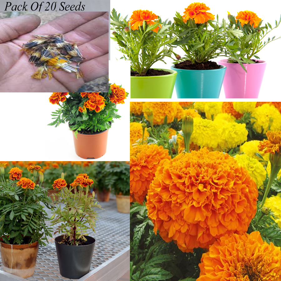 Sayapatri Seeds care Marigold F2 Hybrid, Dwarf Plant Big Flower Seeds ...