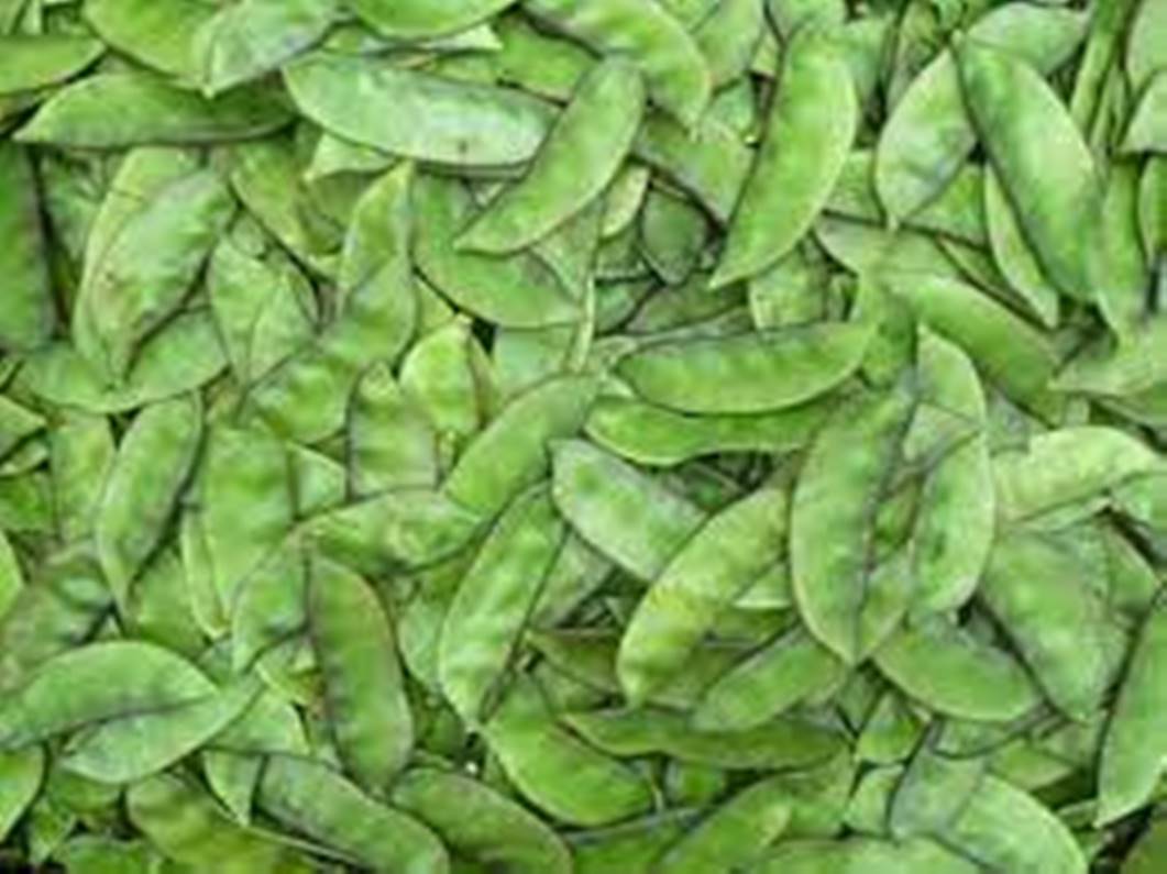 Chaumase Bean Simi Seeds - Semphali Improved Vegetable Seeds | Daraz.com.np