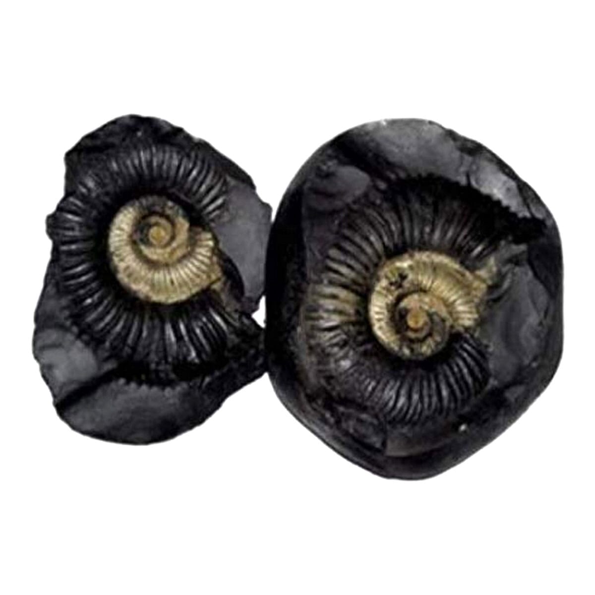 Saligram Original Sudarshan Chakra | Daraz.com.np