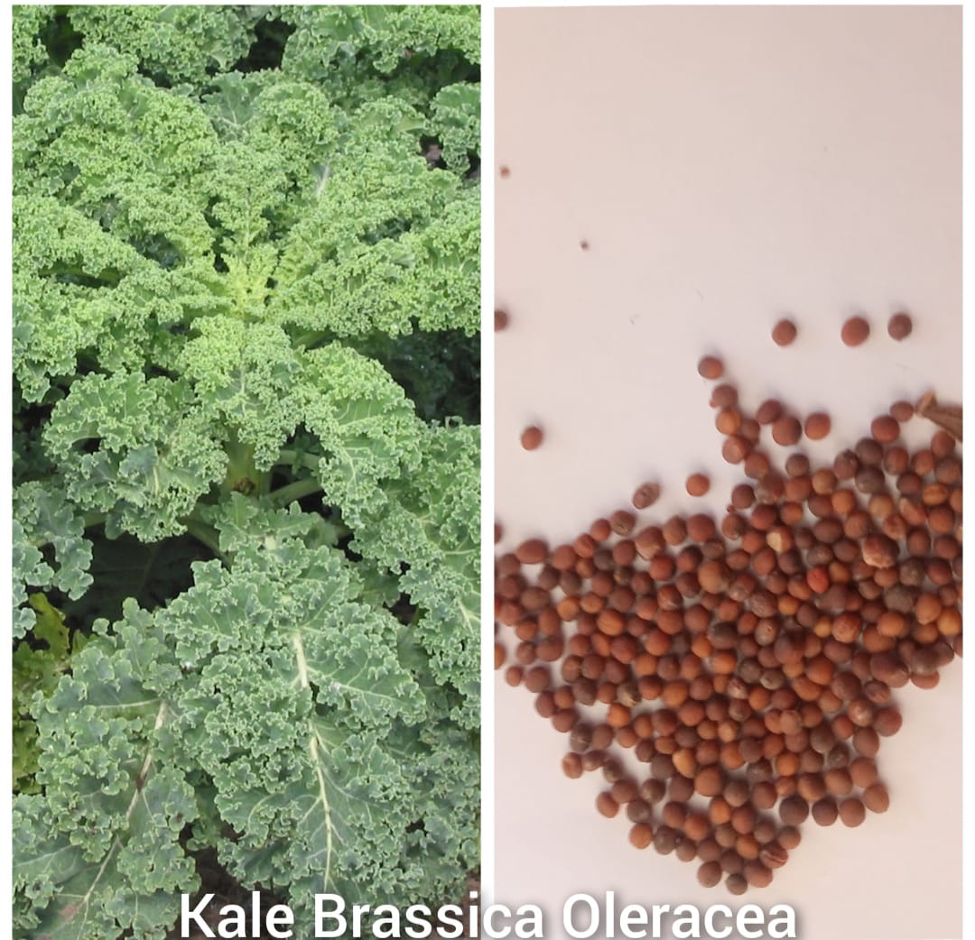 Kale Brassica Oleracea Seeds For Garden And Balconey- 30 Plus Seeds ...