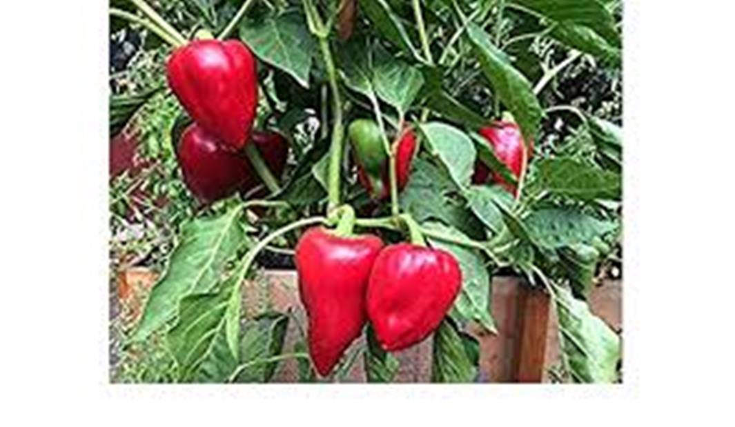 World Most Spicy Pepper Seeds 30 Plus Khursani Sky Bor Seeds Father of ...