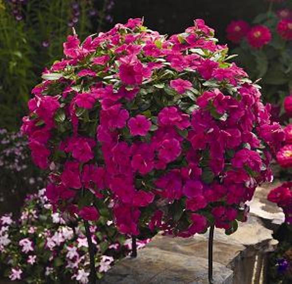 Vinca Rosea Trailing Strawberry Flower Seeds Mixed 20 For Garden And ...