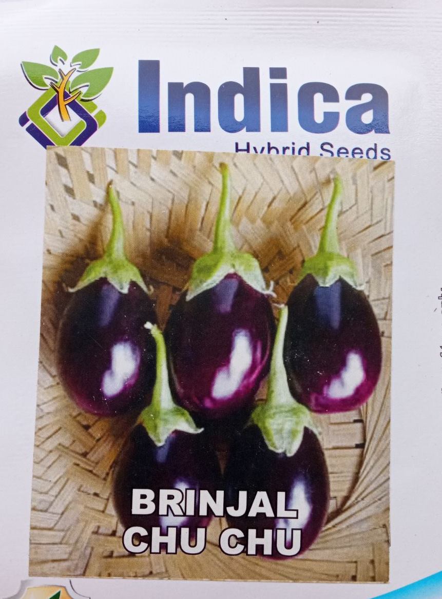 Vegetable Seeds - World Best Brinjal Seeds Chu Chu Baramase 2 Gram ...
