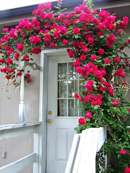 10+ Loose Packed Excellent Quality Climbing Fragrant Rose Flower Seed ...